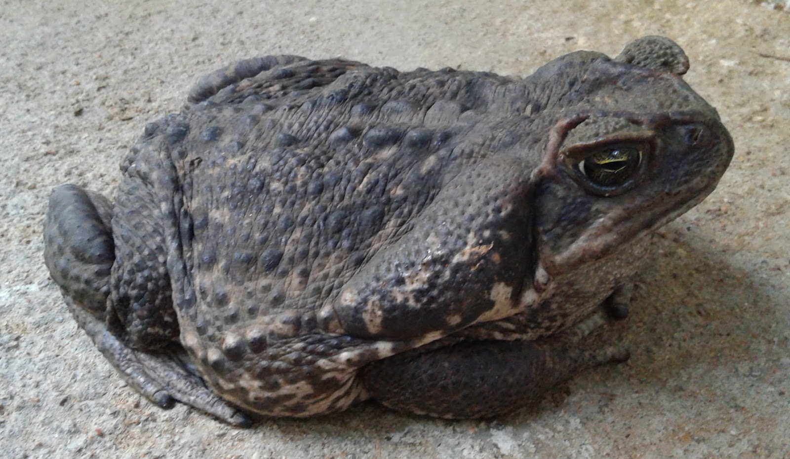 DEFENSOR DA NATUREZA: Encontrada espécie de SAPO GIGANTE rara na Mata ...