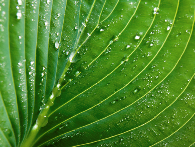 More Than Mist and Dew