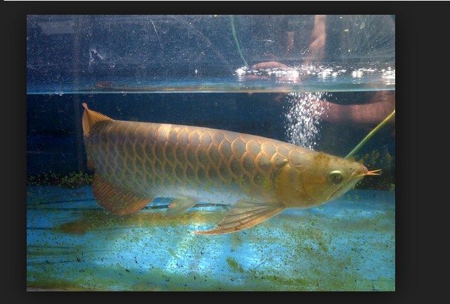 Perbedaan Ikan Arwana Super Red, Banjar Red, Dan Golden Red - cara ...