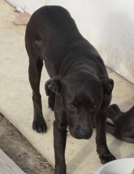 CUOREDICANE: FW: STUPENDA CUCCIOLA INCROCIO MOLOSSO, TG MEDIA/CONTENUTA ...