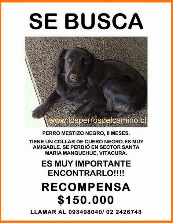 "Los Perros del Camino": "PERROS PERDIDOS".