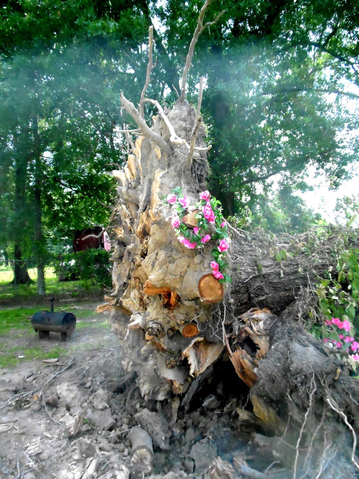 Living Rootless: Opelousas: The Fall of a Blessed Tree