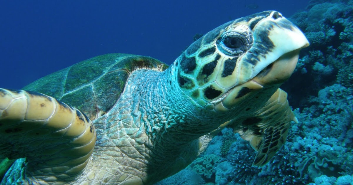 Mi blog de TIC 4°A: Biologia Marina