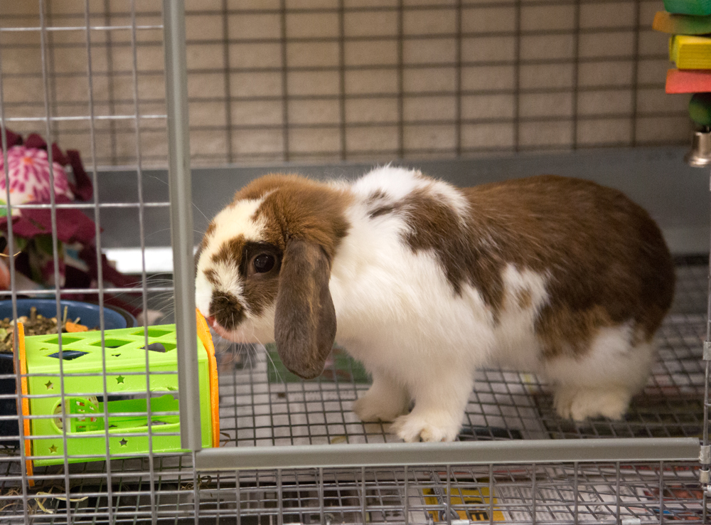 Shelter Dogs of Portland: "PEANUT" little bunny munchkin
