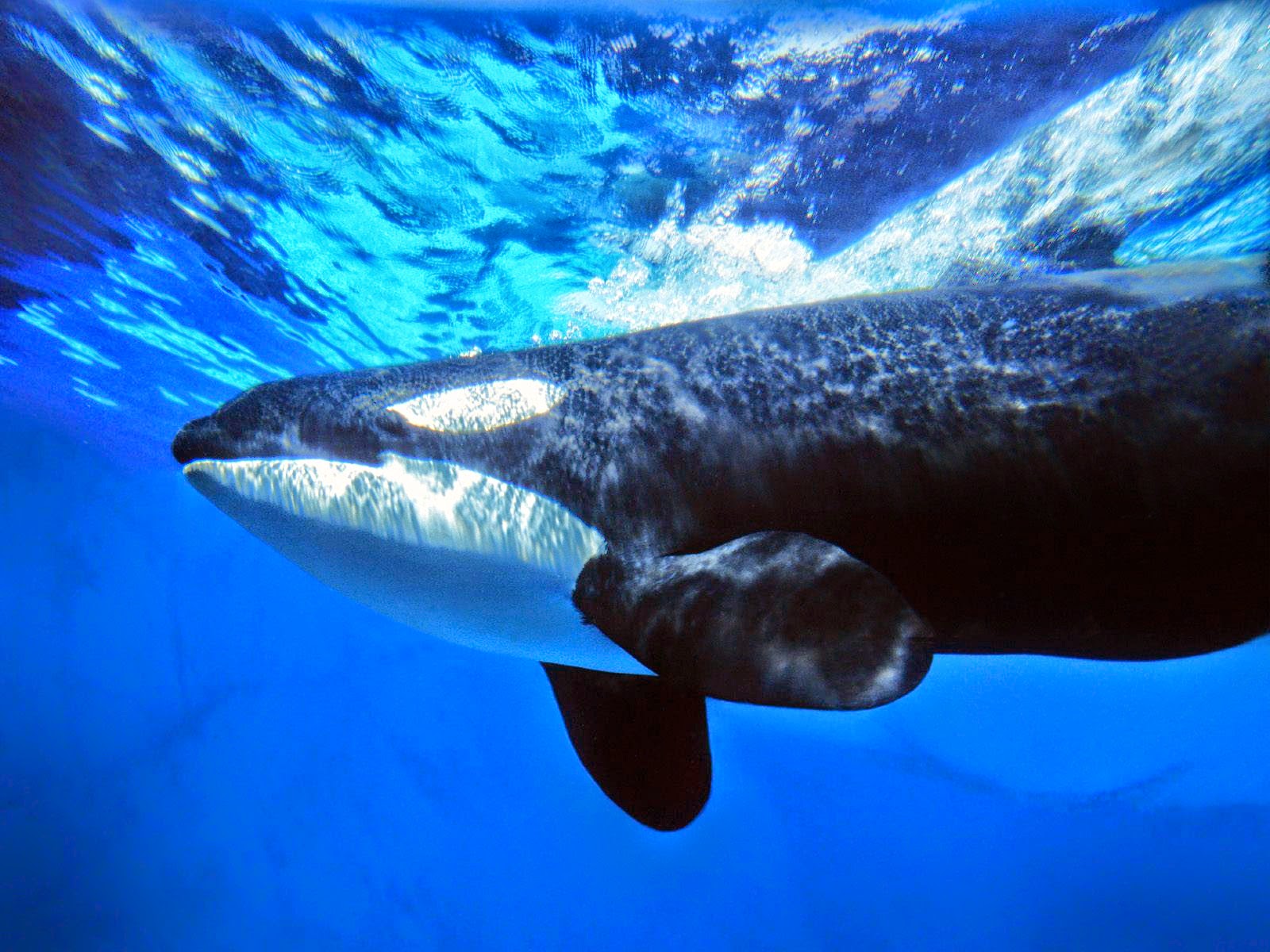 Orca - HD Wallpapers | Earth Blog