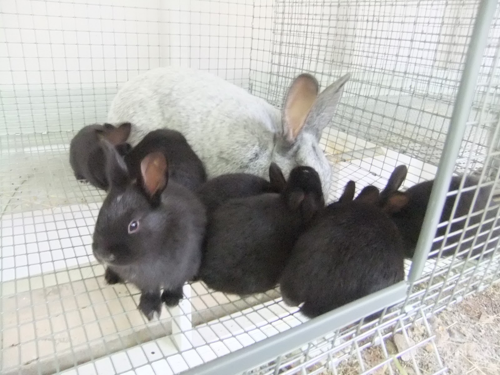 Cedar Hill Rabbitry: Champagne history