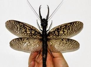 Denise Martins: Ciência: Maior inseto aquático do mundo é encontrado na ...