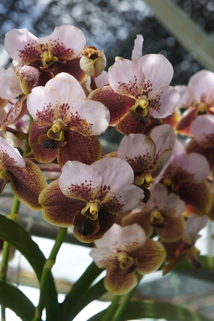 OUR PHILIPPINE TREES: Kali-kaliwang Waling-waling