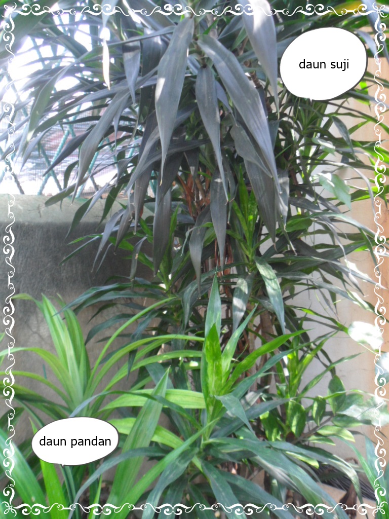 Cara Membuat Warna Hijau Dari Daun Suji | Ide Perpaduan Warna
