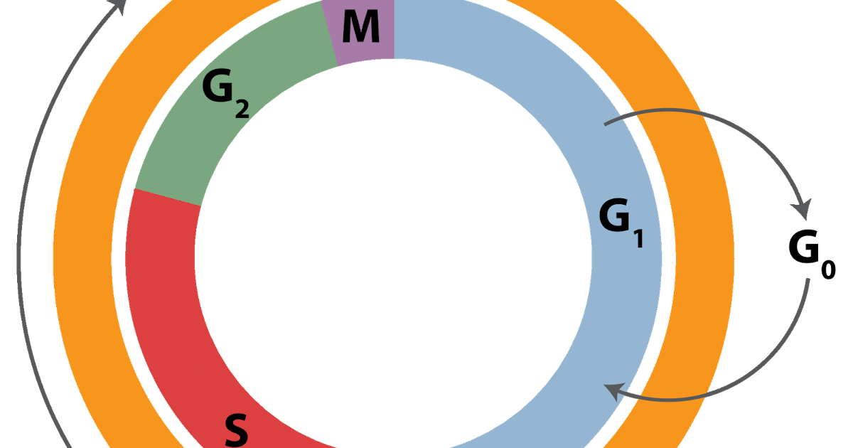 Biología Celular: Ciclo Celular: Interfase