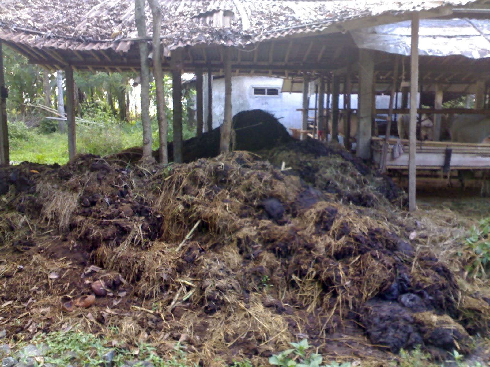 MEMBUAT PUPUK KOMPOS DARI KOTORAN SAPI ~ SUGIHMANIK ''sendang mudal''