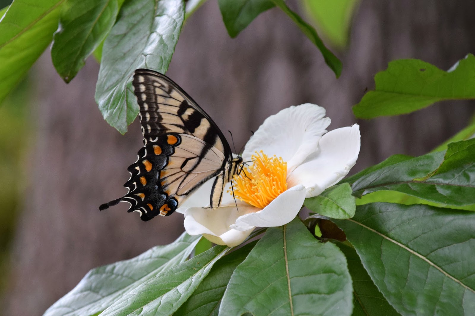 Using Georgia Native Plants: Eastern Tiger Swallowtail – Georgia State ...
