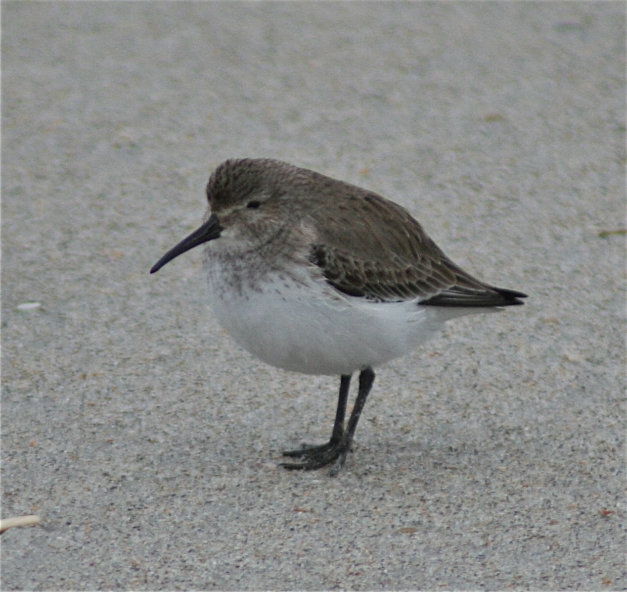 North Carolina Photographic Big Year 2016: Beach Birds Part Deux ...