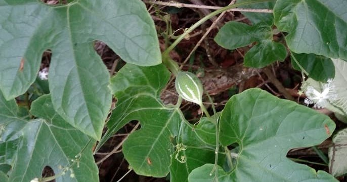 දුම්මෑල්ල [Dummella] (Trichosanthes cucumerina) ~ අපේ ඔසුපැළ Medicinal ...