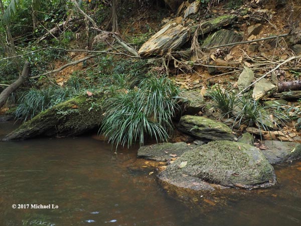 The rainforests of Borneo & Southeast Asia: Exploring at Batang Lupar ...