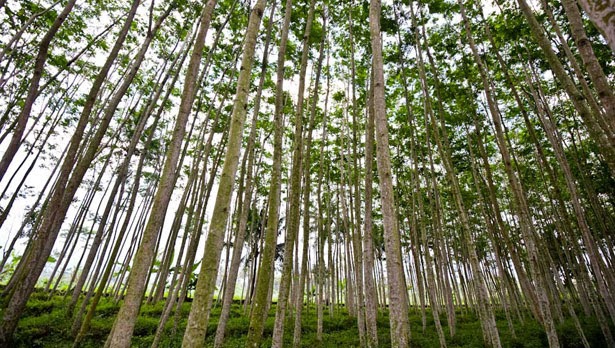 Cagayan De Oro Seedlers: Money On Planting Falcata Trees