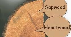 Difference between Sap wood and Heart wood (Alburnum vs Duramen ...