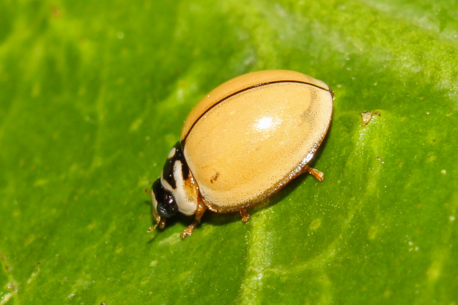 Biodiversity of Cyprus by NGO Protection of the Natural Heritage and ...