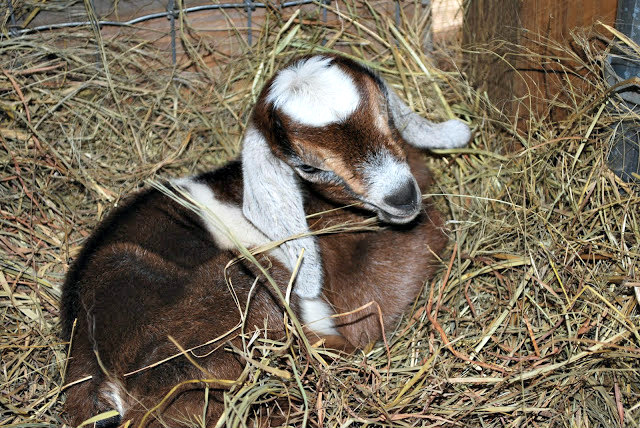 Goat Breeding: When to Breed Your Goat and Goat Gestation Calculator ...