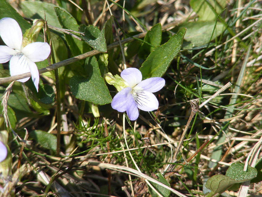 Loire Valley Nature: Pale Dog Violet - Viola lactea