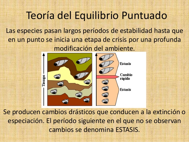 KROMOZOMA: TEORIA DEL EQUILIBRIO PUNTUADO