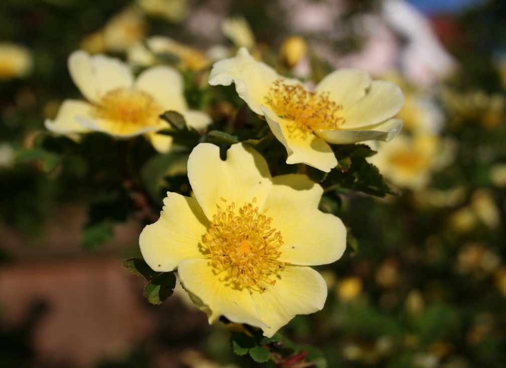 Pagus Soham: Rosa xanthina ... canary bird rose