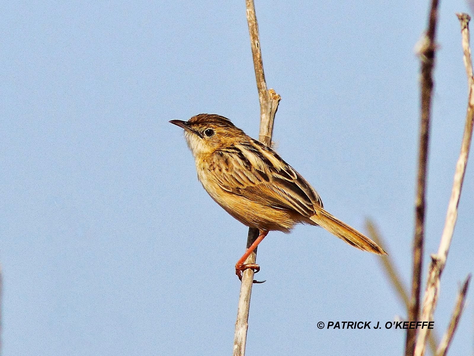 Raw Birds: ZITTING CISTICOLA Cisticola juncidis Paphos Lighthouse ...