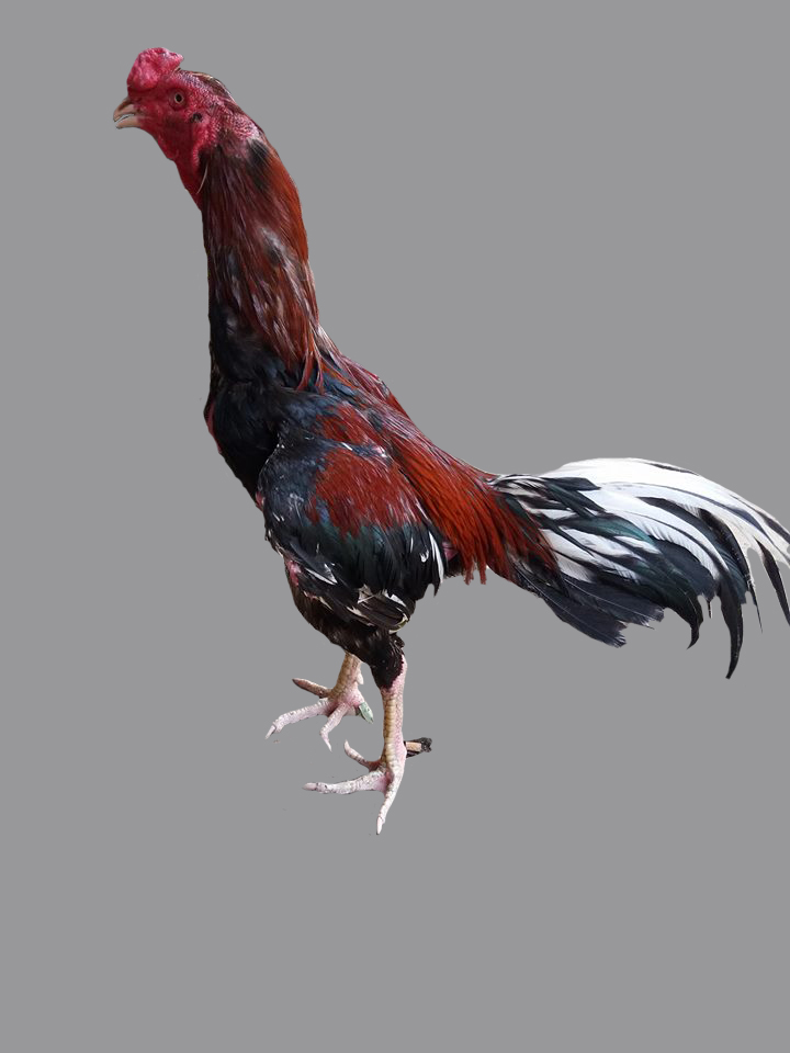 Daftar Peternak Ayam Aduan Super Terpercaya di seluruh pelosok nusantara