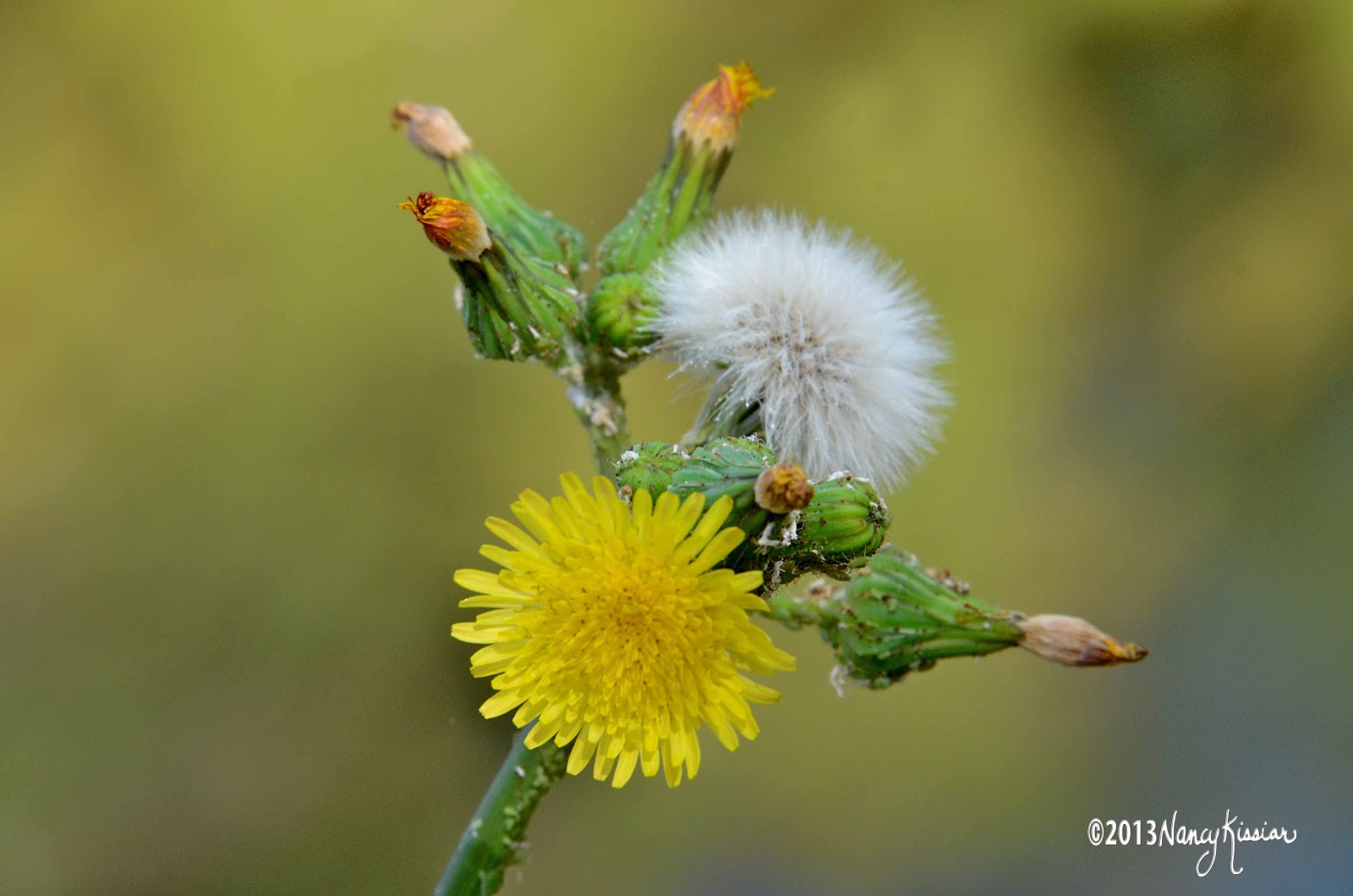 Wild About Texas: Delighting in a Dandylion
