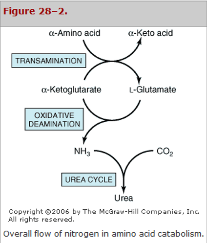 KNOWLEDGE: DEFISIENSI KARBAMOIL FOSFAT SINTETASE (HIPERAMMONEMIA)