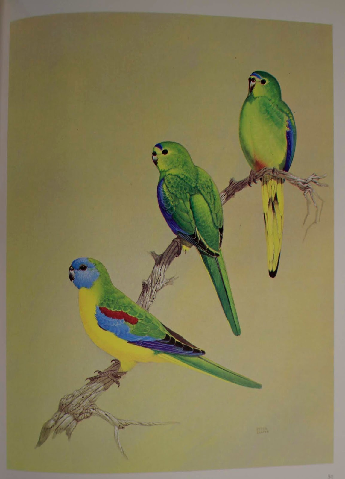 Geoff Thompsons Blog: The Books in My Library-Peter Slater,Pat Slater ...