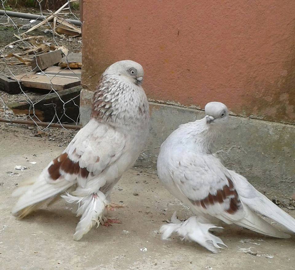 World of Pigeons and Doves: Berlin Short Face Tumbler - ( Berliner Kurze )