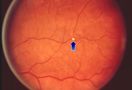 Real Food Optometrist