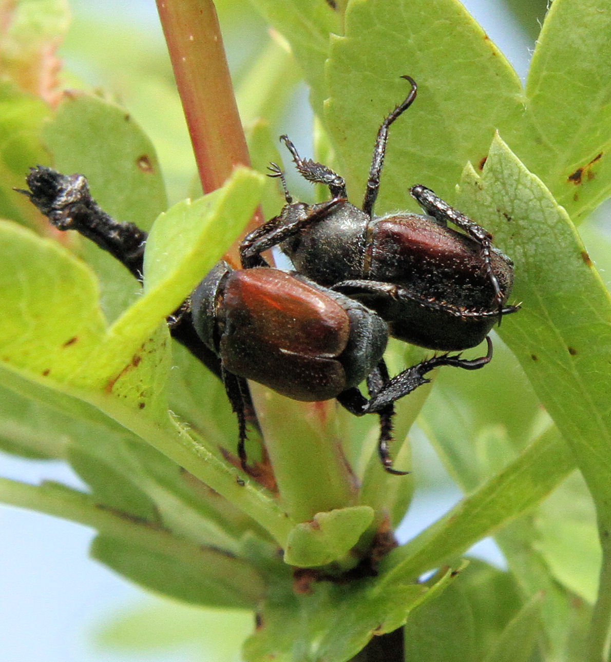 Birding with Flowers: Round-up of the End of the Spring Term
