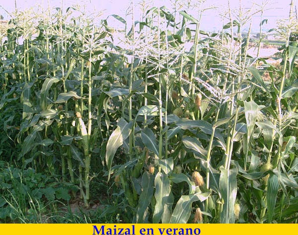 COSAS DE VILLAESCUSA, COLUNGA Y MAS: El cultivu del maiz