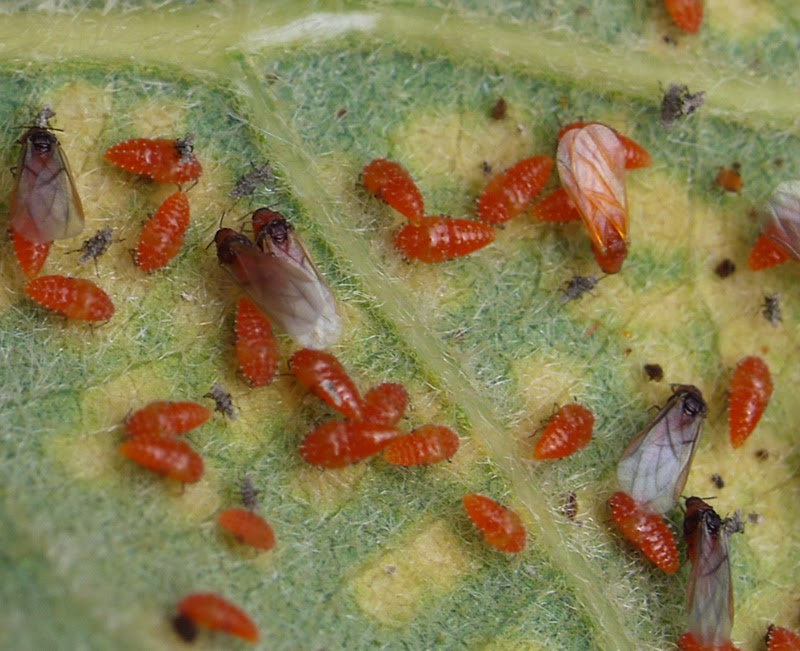 Paseos por la naturaleza: Phylloxera quercus. Filoxera de las quercíneas.