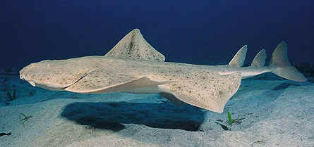 Animal Quick Facts: Angel Sharks