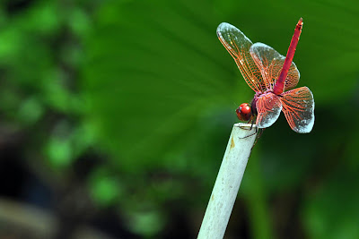 S T i l e T To: Dragonfly ballet - Pas de libellule