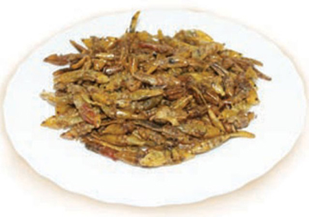 AJORBAHMAN'S COLLECTION: Edible Insects: Getting to the Good Stuff