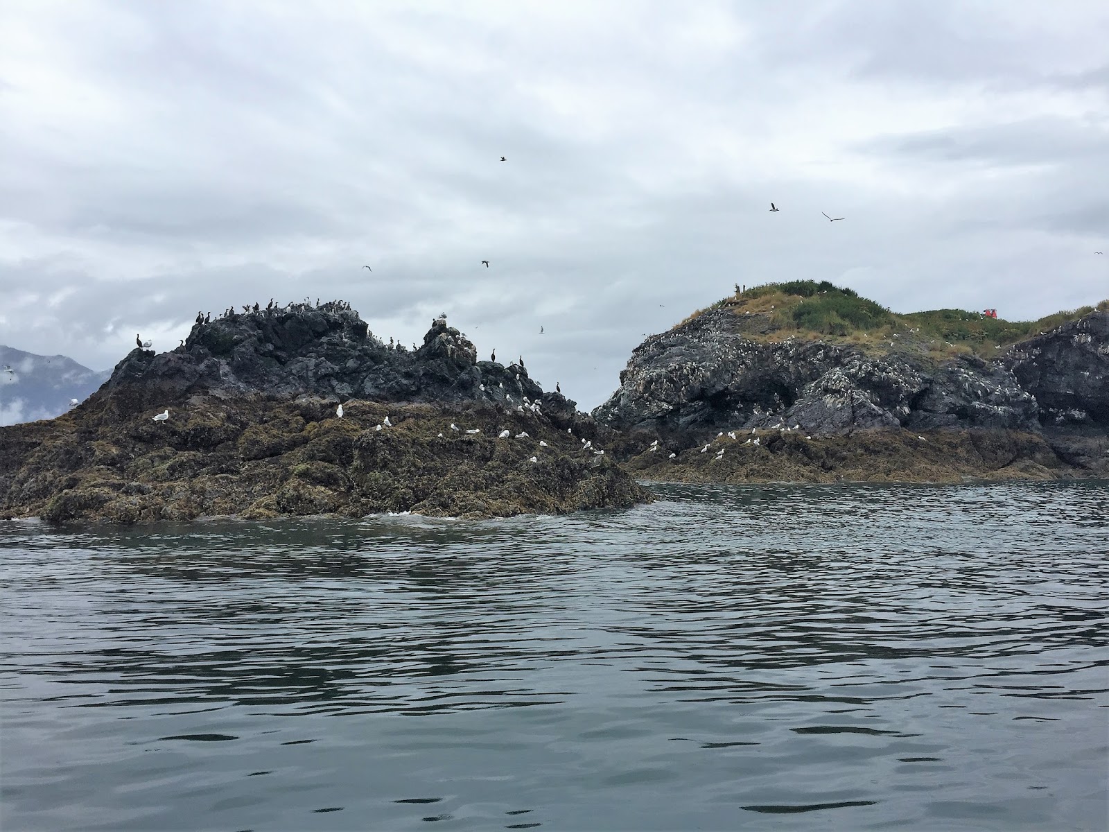 Souvenir Chronicles: HOMER, ALASKA: GULL ISLAND
