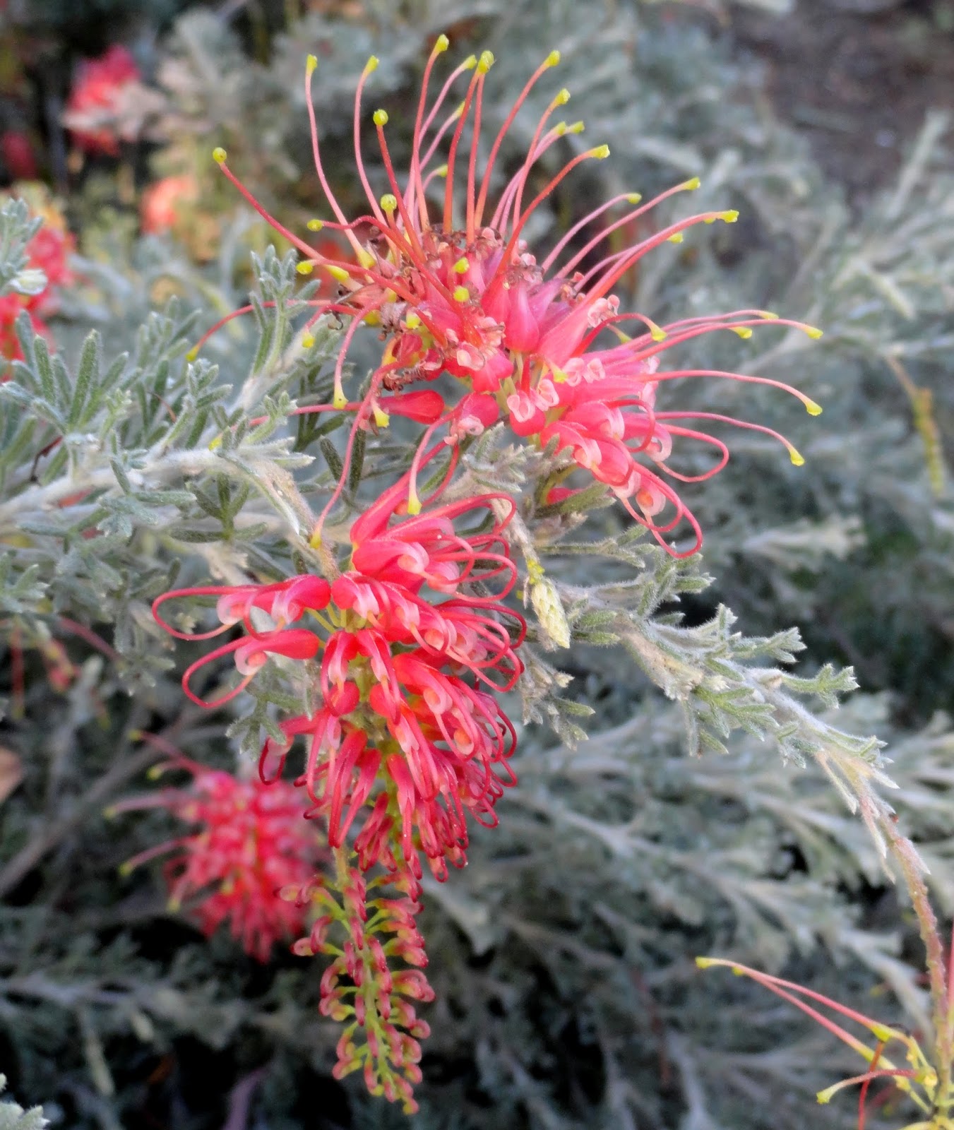 danger garden: Huntington Fridays from 2014; the Australian Garden