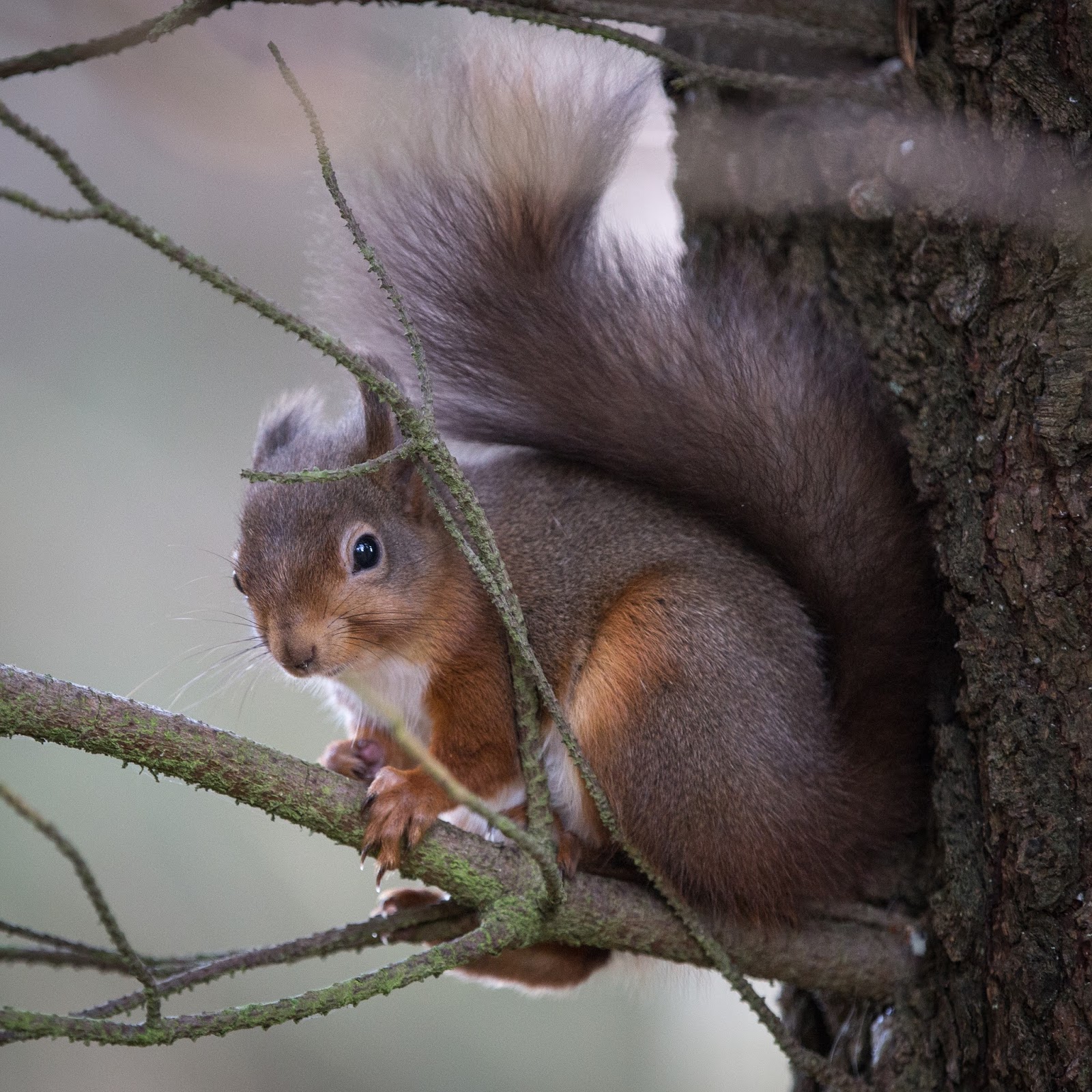 TrogTrogBlog: Wind-swept squirrels