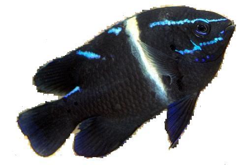 Fish Zone: neon velvet damsel care