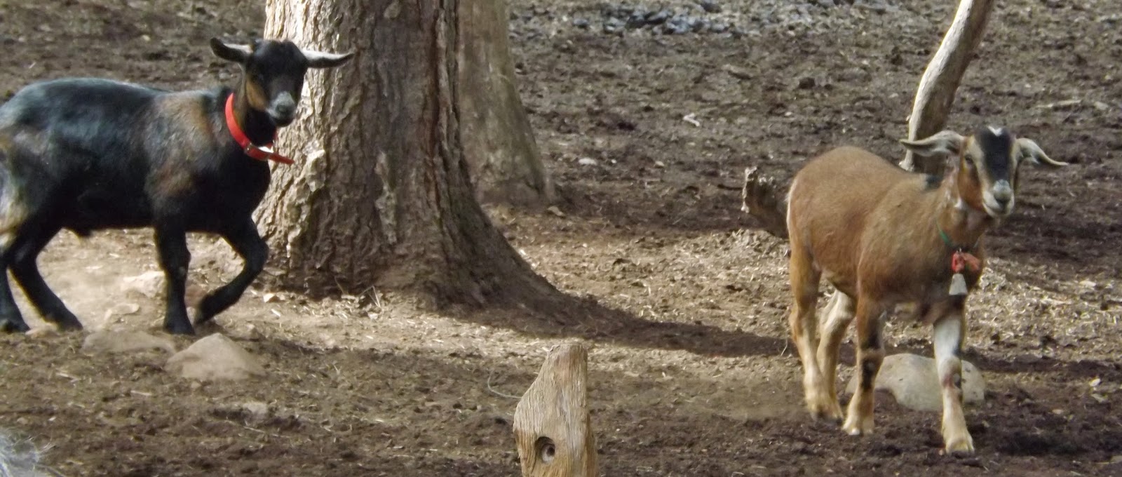 Camp Runamuck: Sing a Song of Seasons