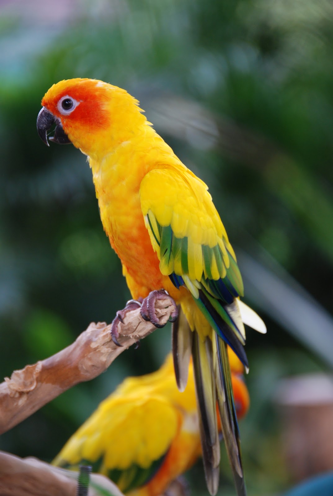 Sun Parakeet