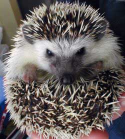 Everything About Pets: Mini Hedgehog (Kind of Mini Hedgehogs)