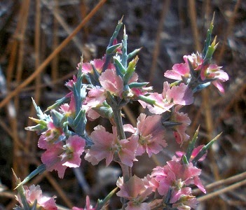 Η χλωρίδα μας: Noaea mucronata