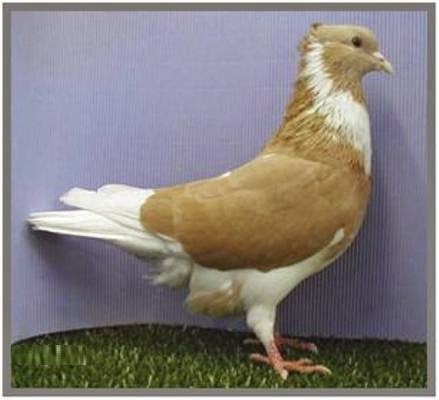 The Racing Pigeon HD wallpaper: Belgian Ringbeater Pigeon