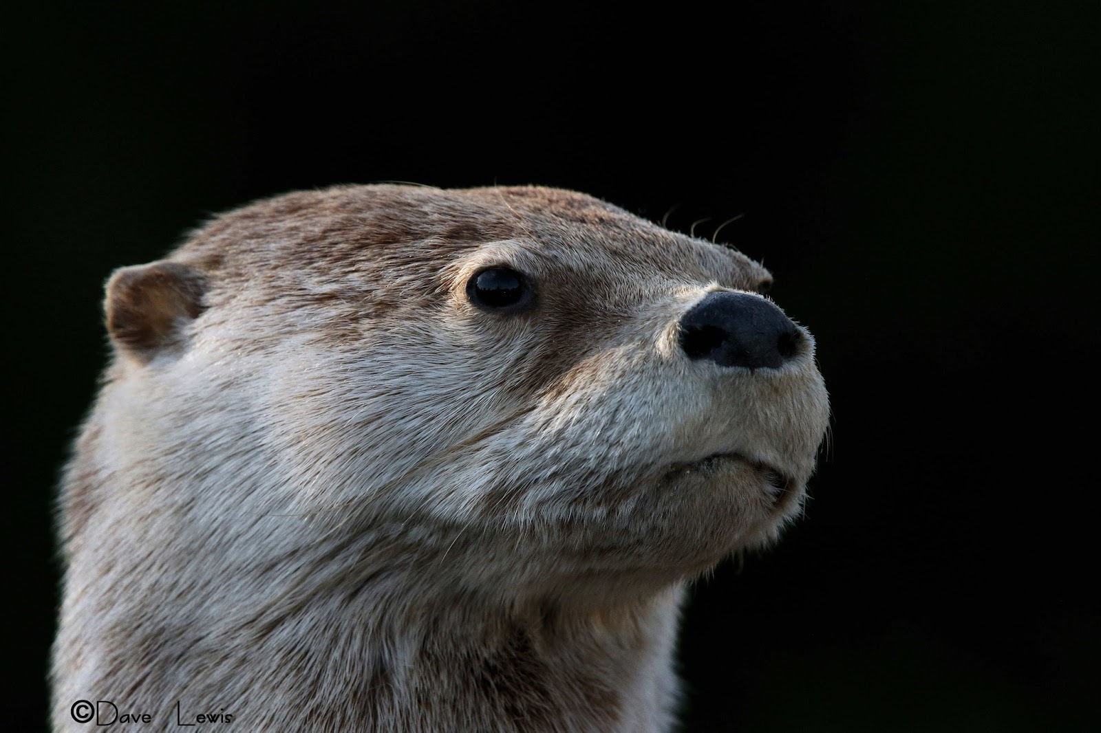 Birds from Behind : An Otter Has Been Seen!...