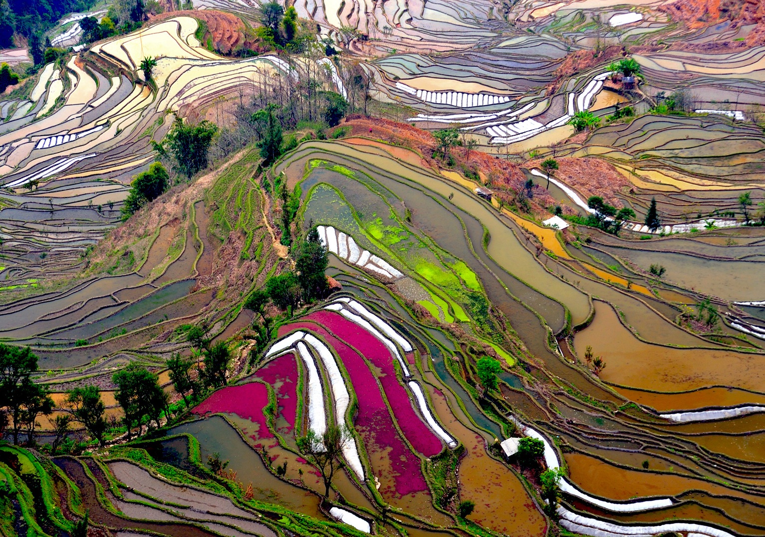 Tourism: Rice Field Terraces in Yunnan China